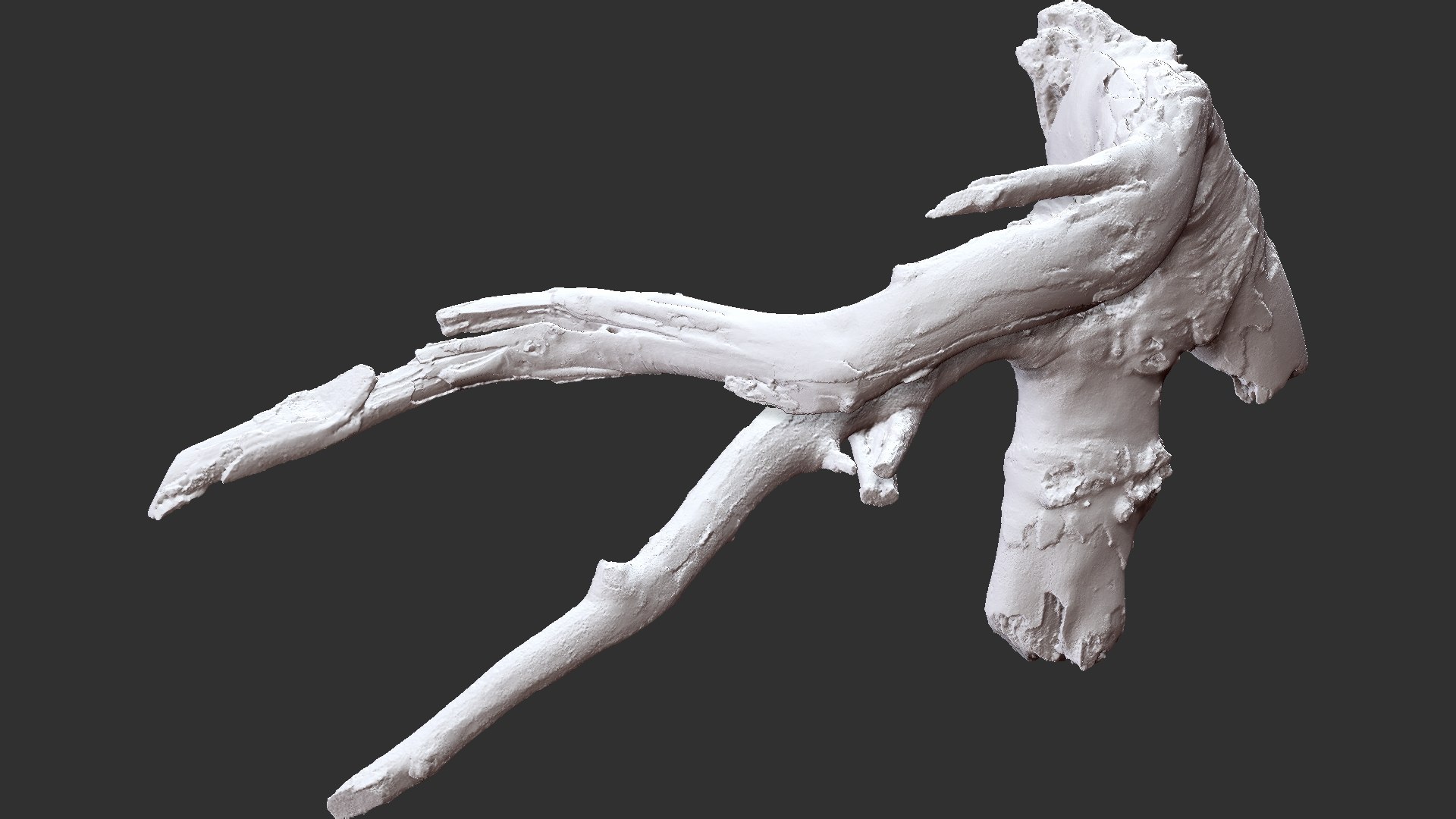 Tree Root 3D Scan In Highpoly 3D - TurboSquid 2224465