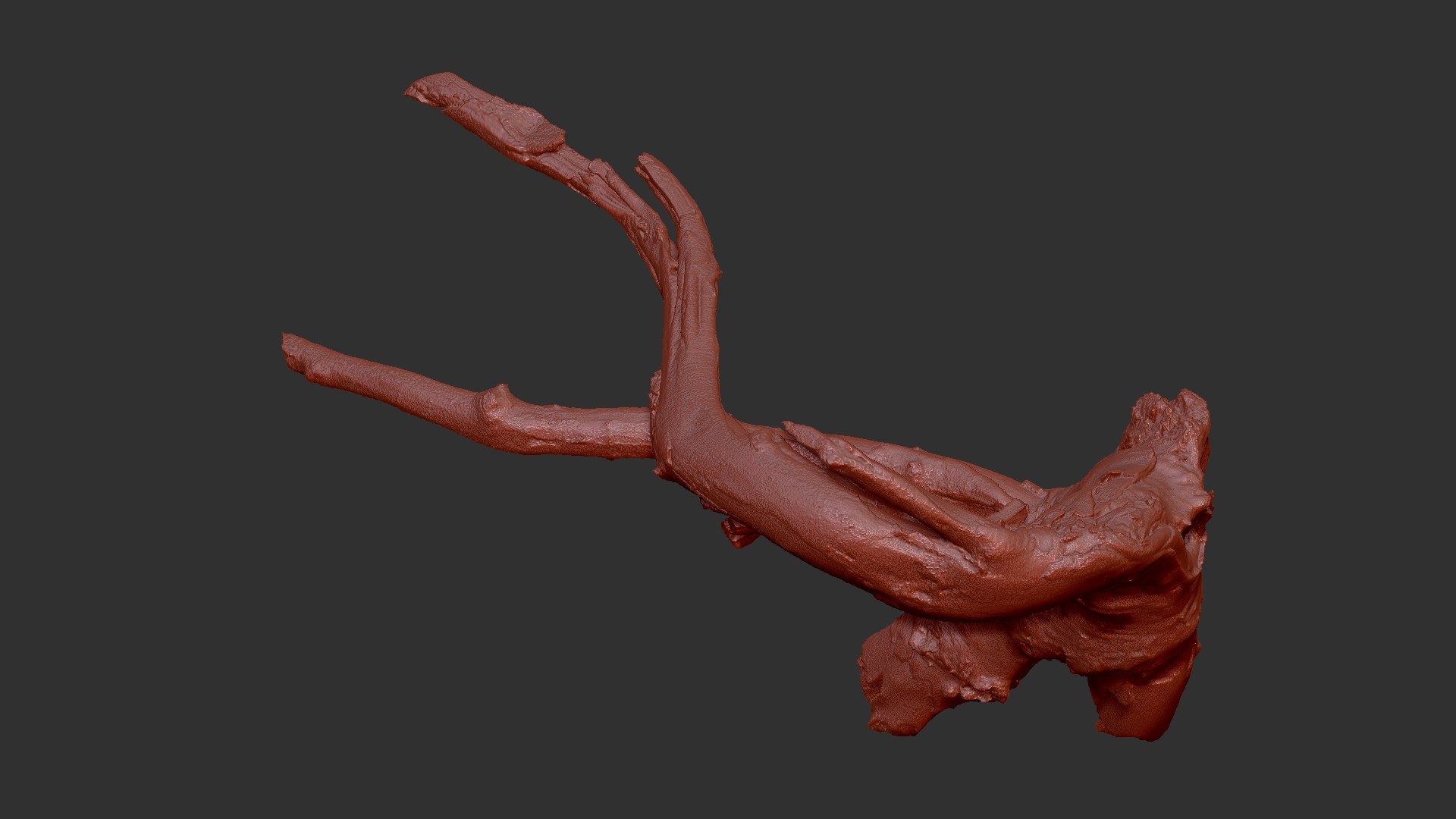 Tree Root 3D Scan In Highpoly 3D - TurboSquid 2224465