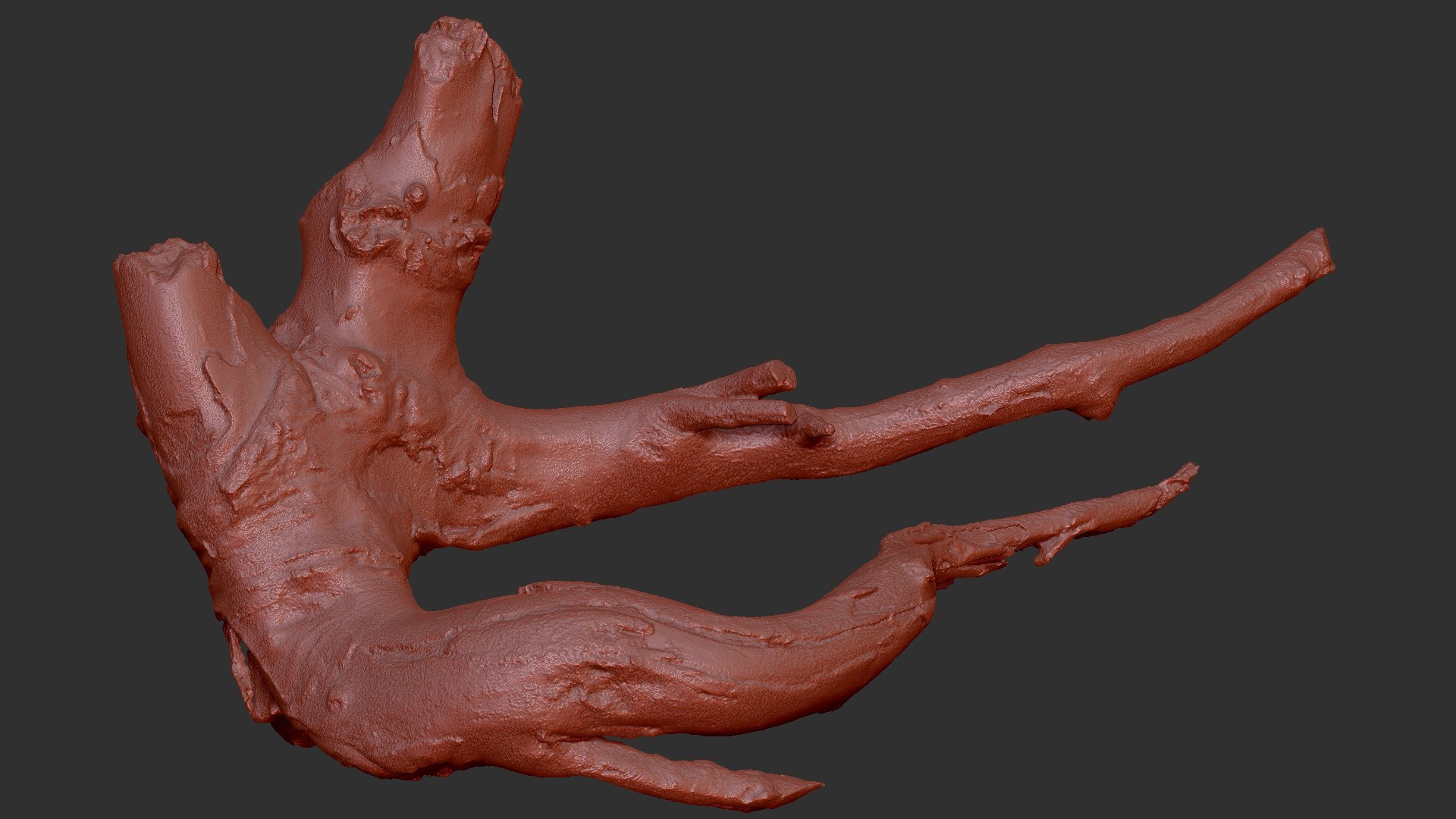 Tree Root 3D Scan In Highpoly 3D - TurboSquid 2224465