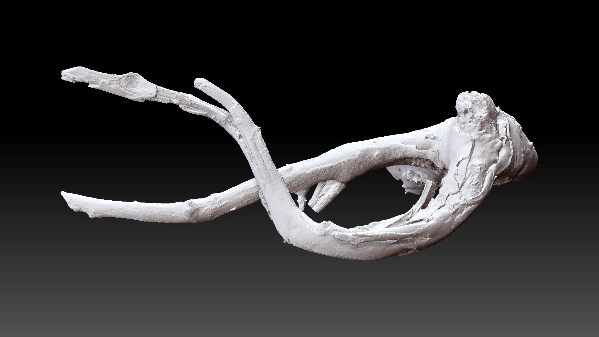 Tree Root 3D Scan In Highpoly 3D - TurboSquid 2224465