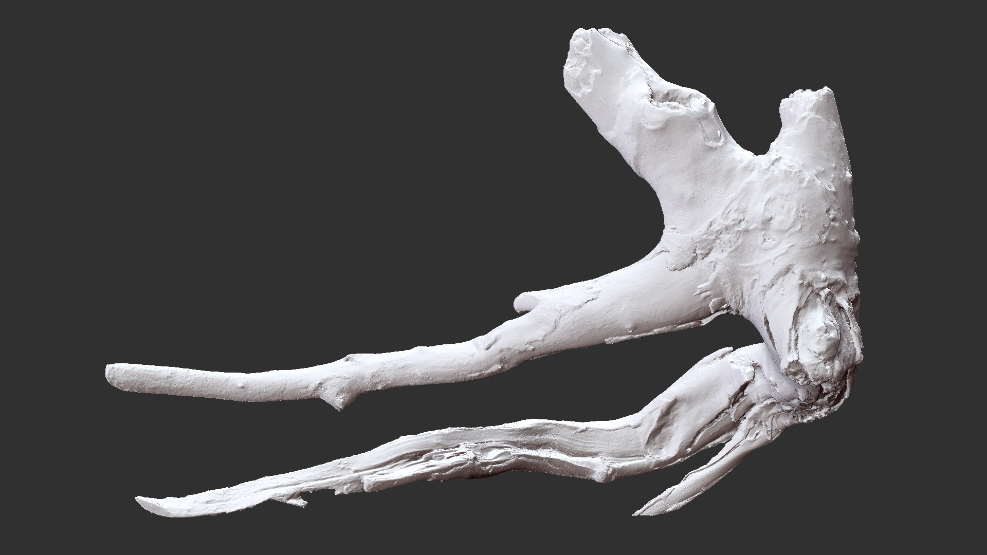 Tree Root 3D Scan In Highpoly 3D - TurboSquid 2224465