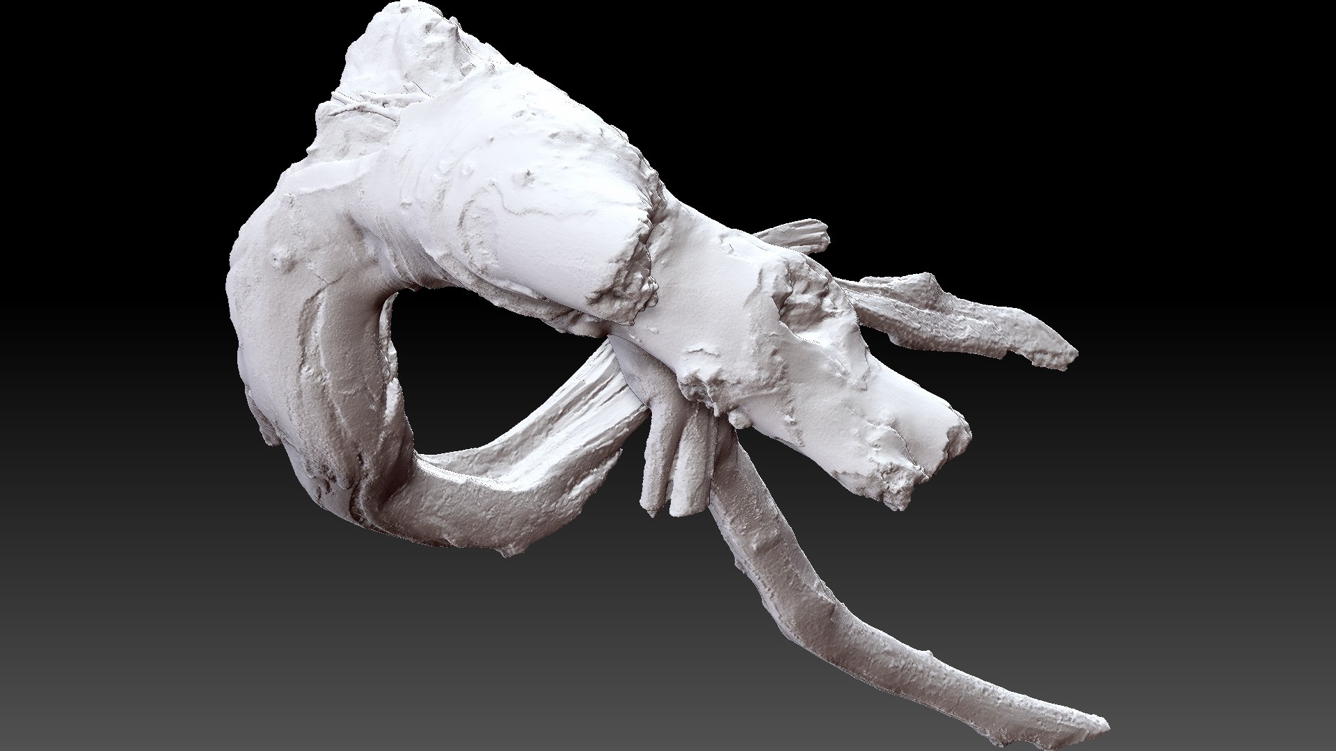 Tree Root 3D Scan In Highpoly 3D - TurboSquid 2224465