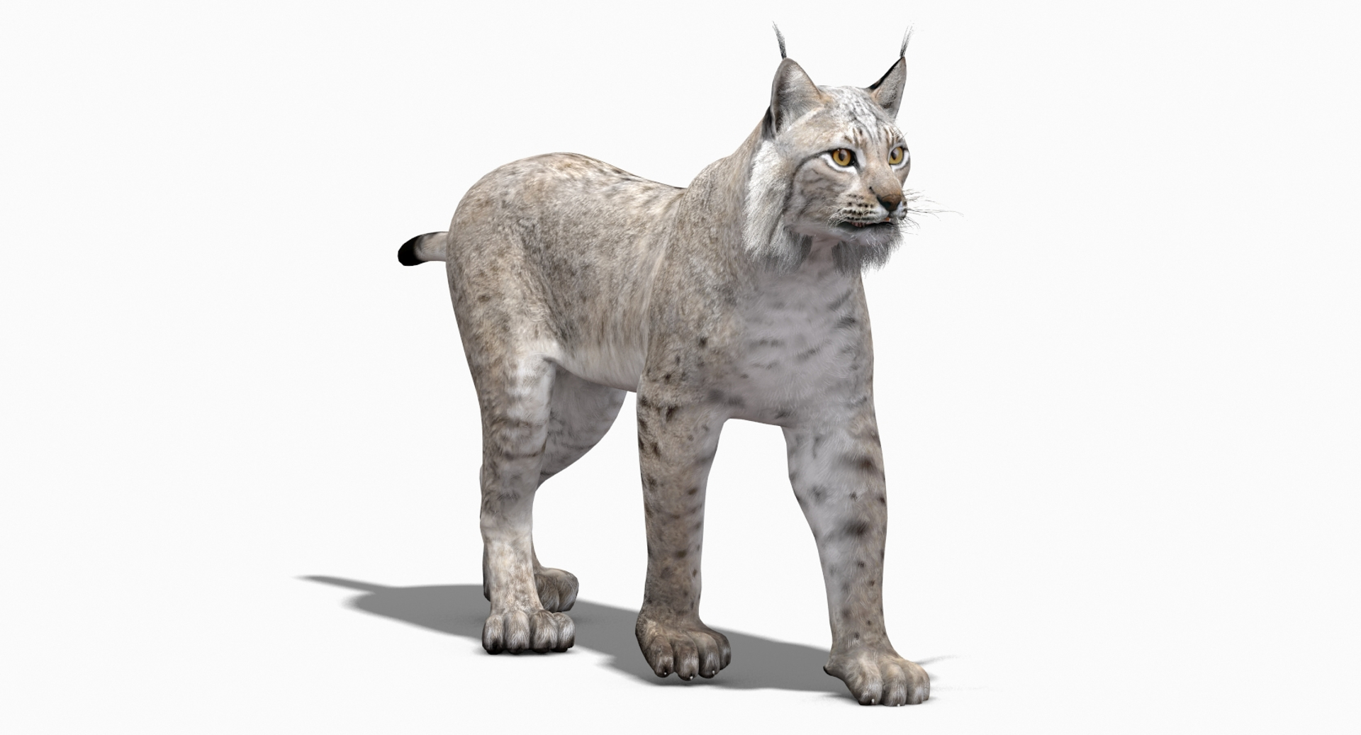 Lynx White Rigging Animation 3d Max