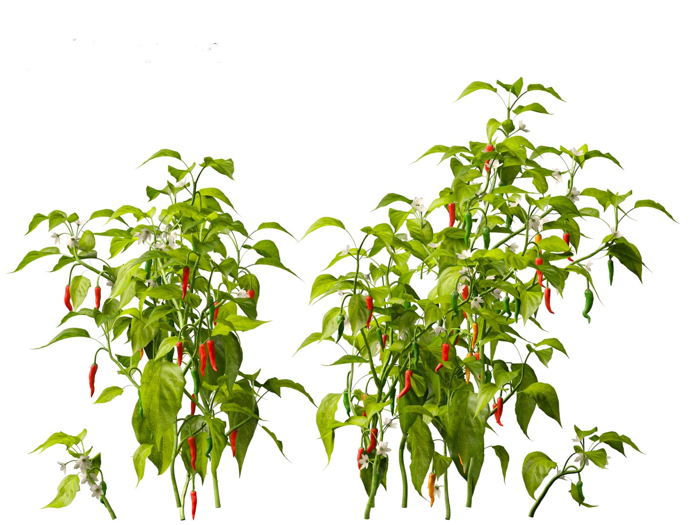 3D Capsicum annuum - Bell pepper - TurboSquid 2140620