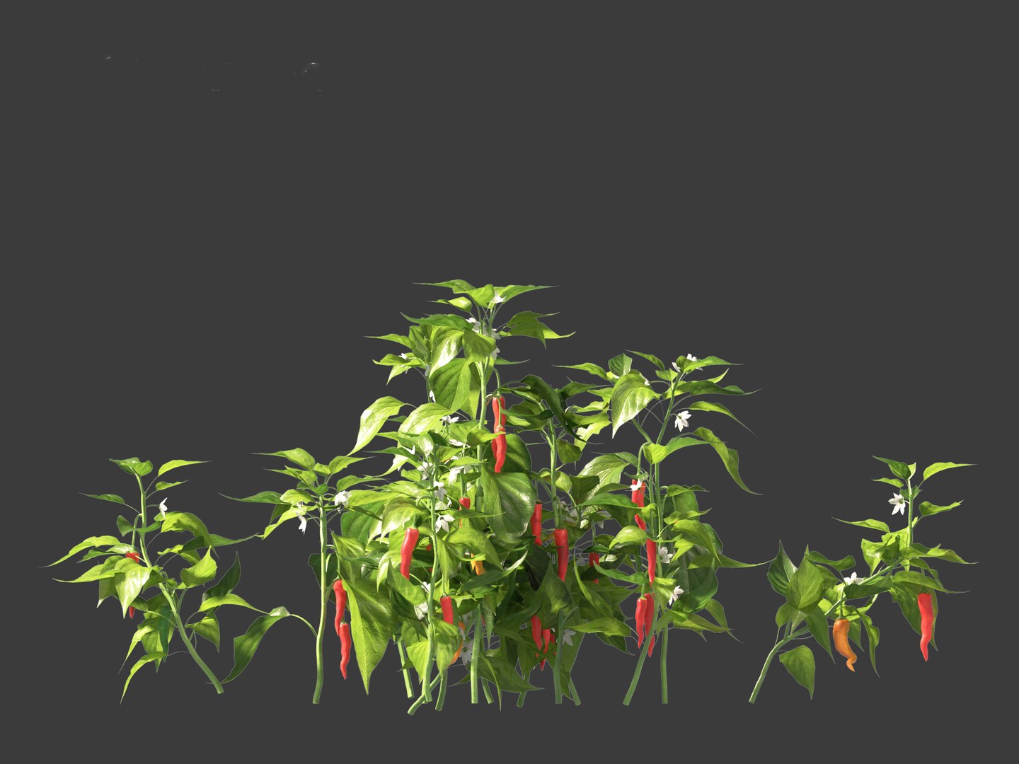 3D Capsicum Annuum - Bell Pepper - TurboSquid 2140620