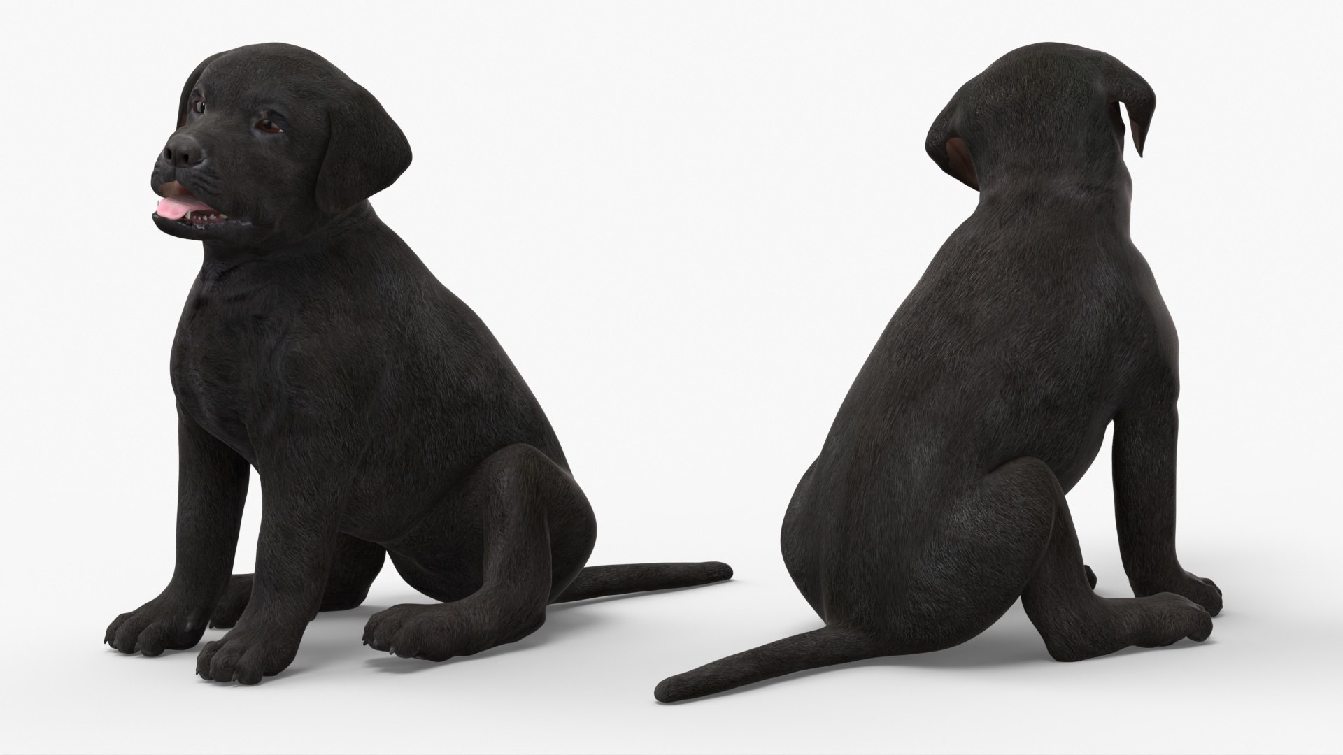 3D Labrador Retriever Puppy Black Sitting Pose - TurboSquid 2410879