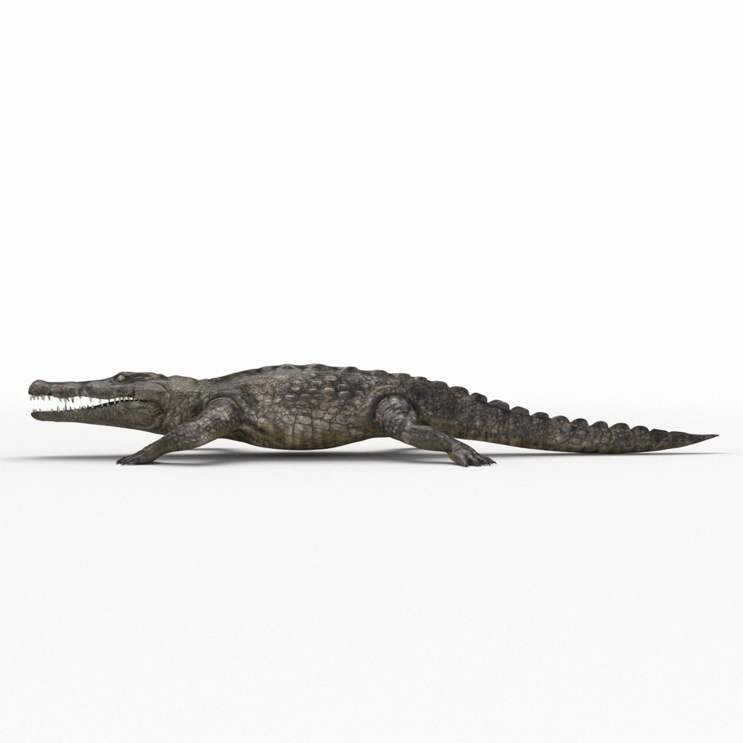 Crocodile Rigging Model - TurboSquid 1193543