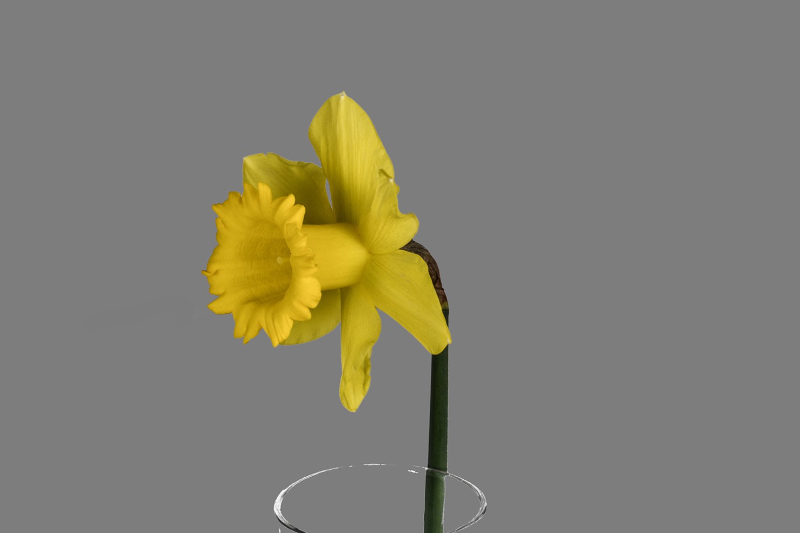 3D Daffodil - TurboSquid 1314666