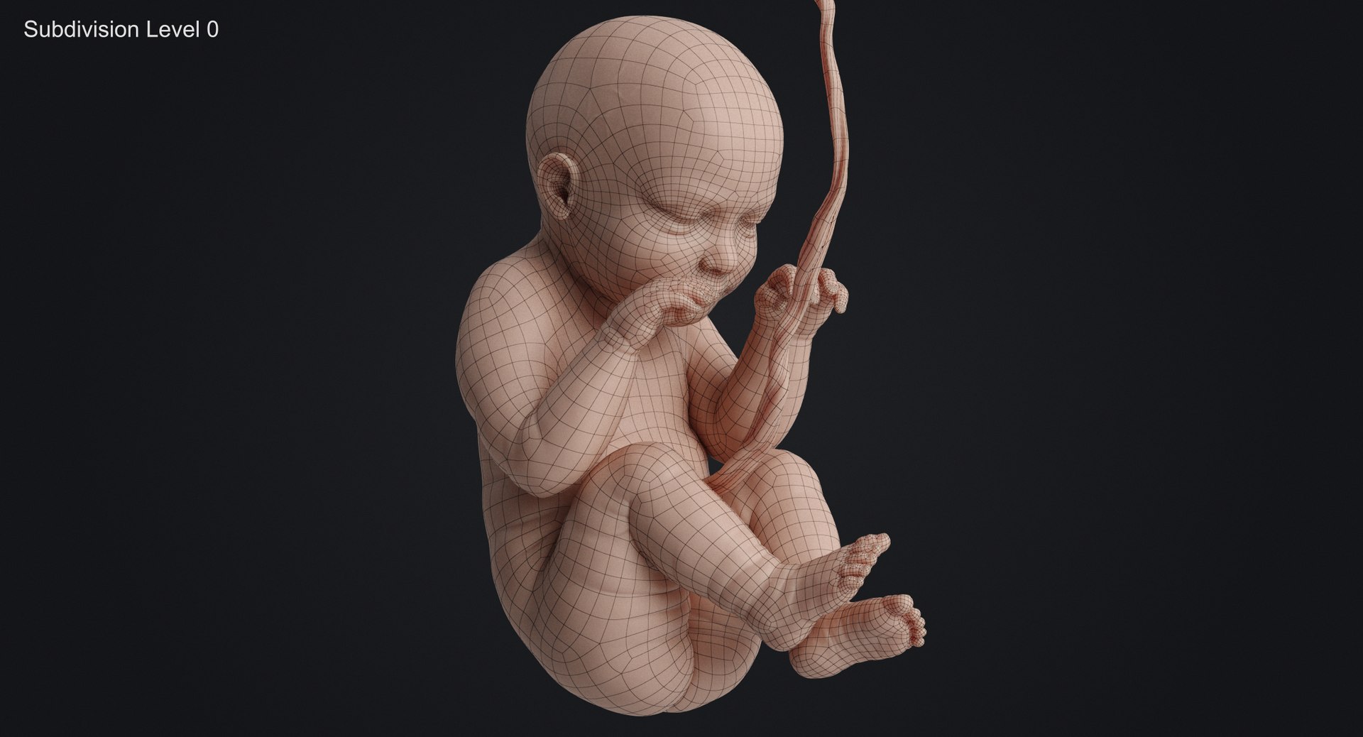 3D fetus human - TurboSquid 1591728