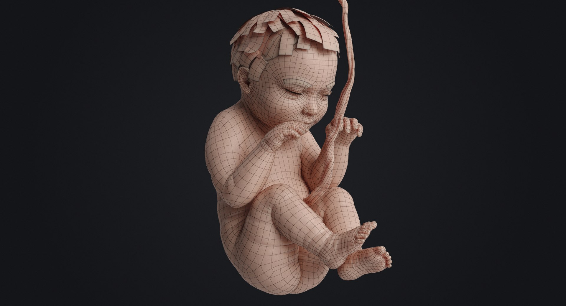 3D fetus human - TurboSquid 1591728