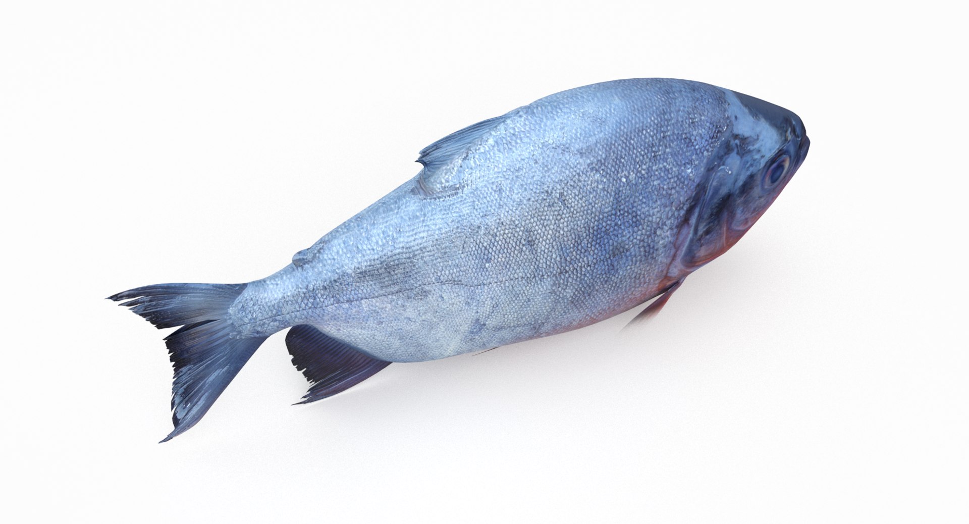 Red Piranha Model - TurboSquid 1324001