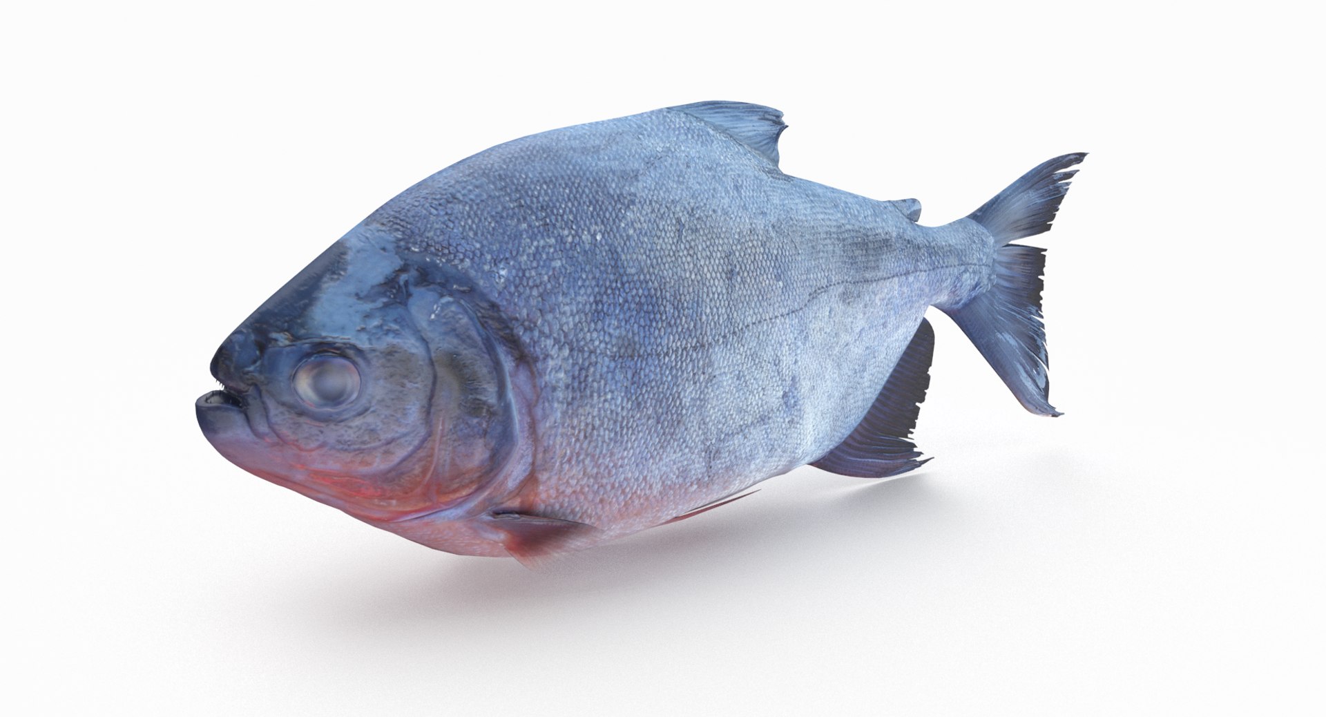 Red Piranha Model - TurboSquid 1324001