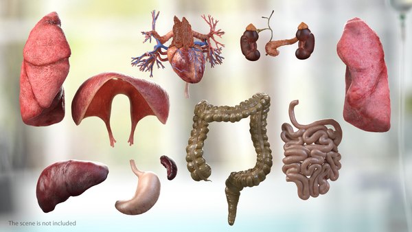 Human internal organs anatomy model - TurboSquid 1468295 Human internal organs anatomy model - TurboSquid 1468295
