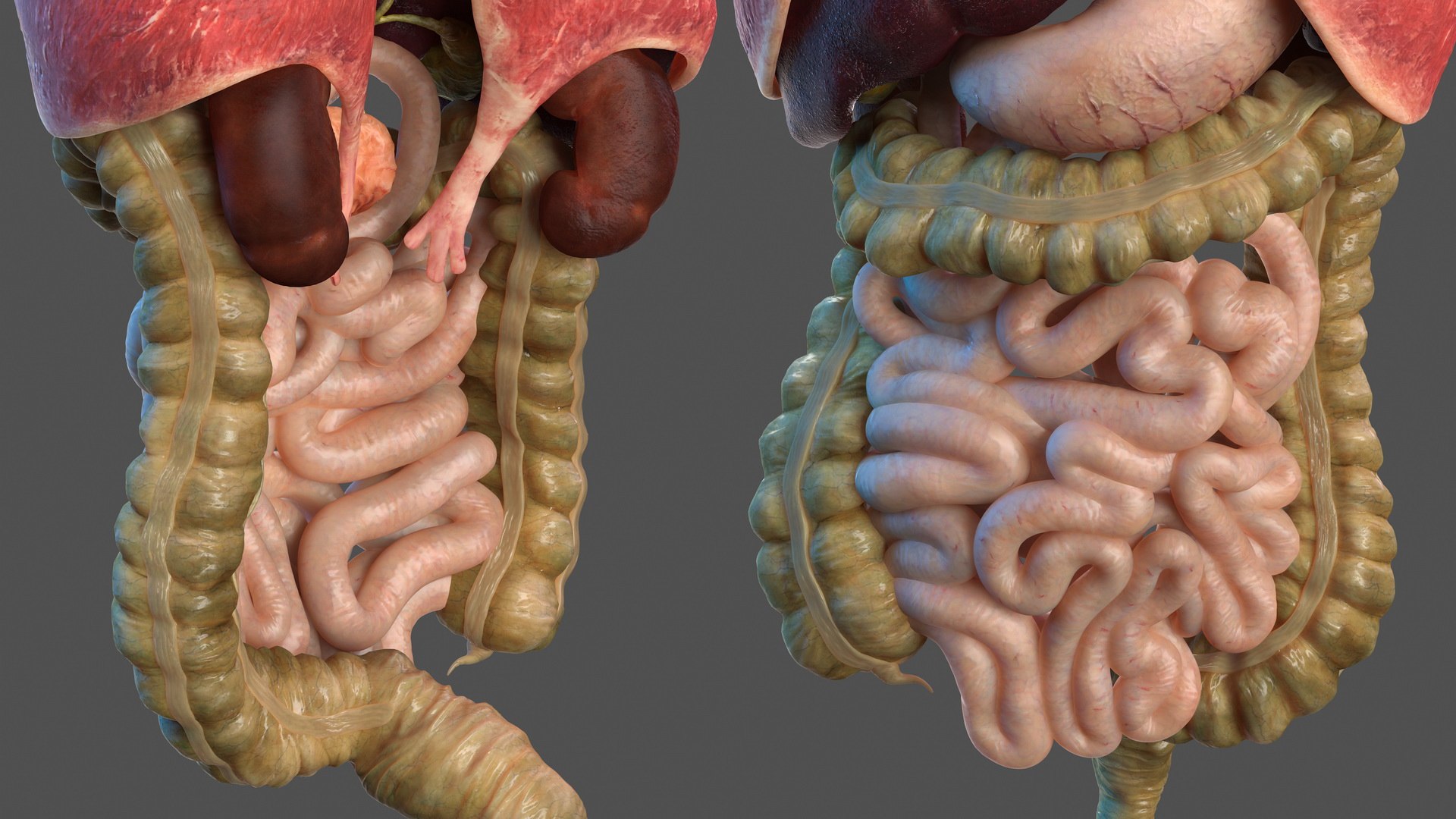 Human internal organs anatomy model - TurboSquid 1468295