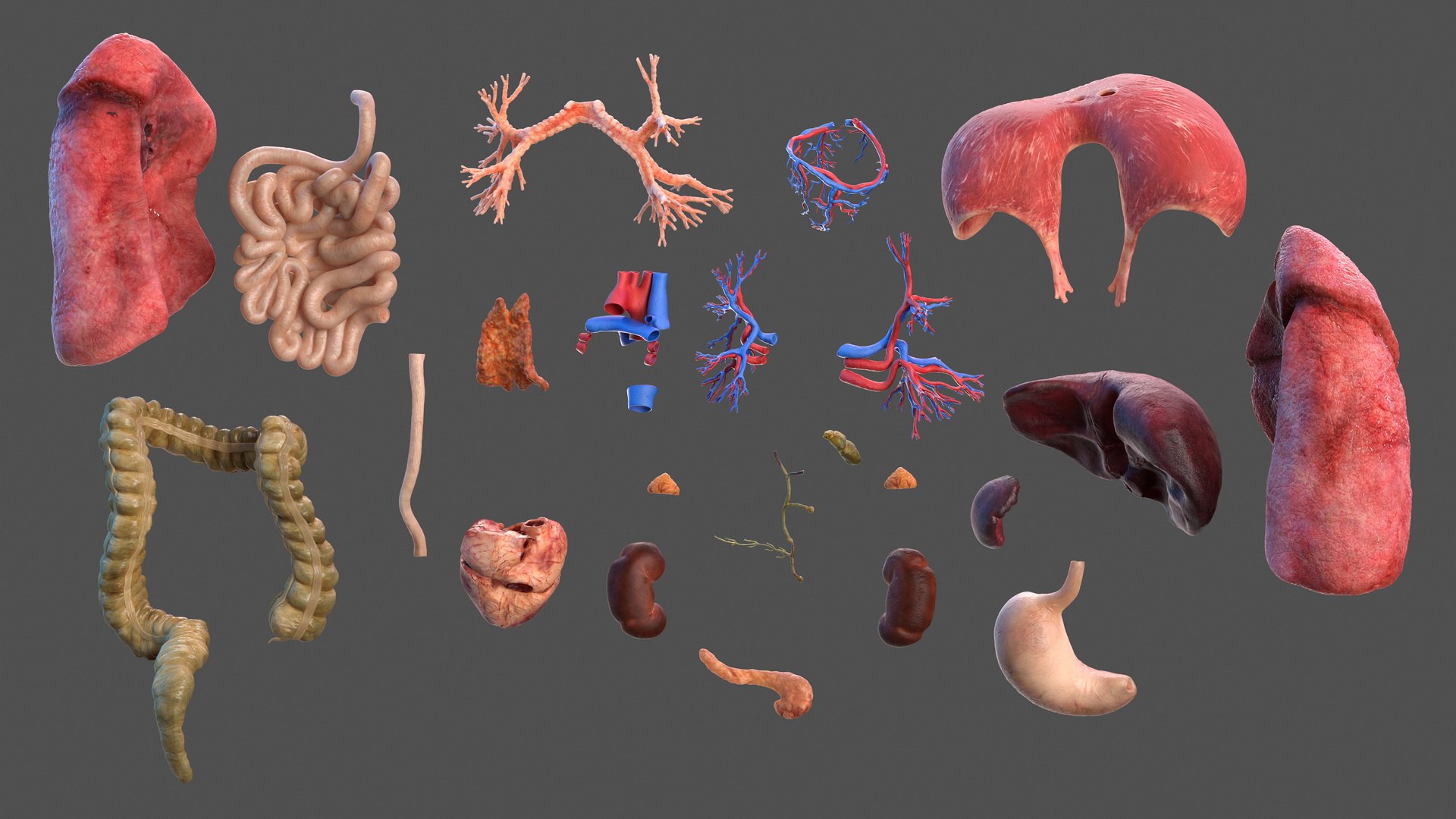 Human internal organs anatomy model - TurboSquid 1468295