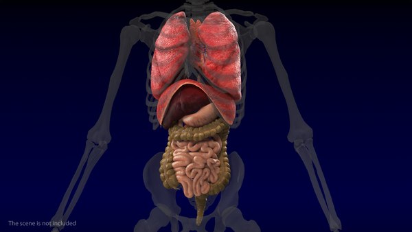 Human internal organs anatomy model - TurboSquid 1468295