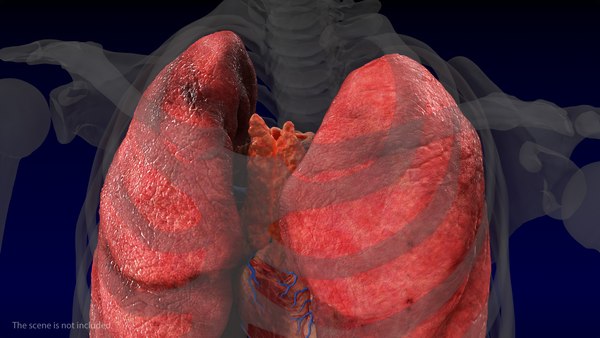 Human internal organs anatomy model - TurboSquid 1468295 Human internal organs anatomy model - TurboSquid 1468295
