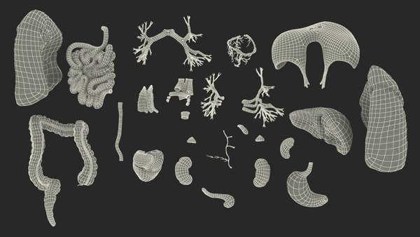 Human internal organs anatomy model - TurboSquid 1468295 Human internal organs anatomy model - TurboSquid 1468295