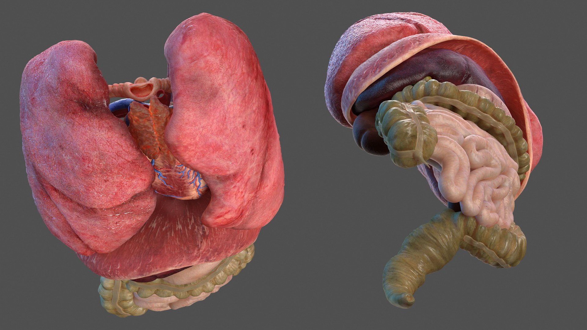 Human internal organs anatomy model - TurboSquid 1468295
