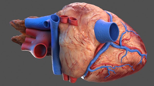 Human internal organs anatomy model - TurboSquid 1468295 Human internal organs anatomy model - TurboSquid 1468295