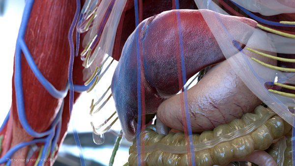 Human internal organs anatomy model - TurboSquid 1468295 Human internal organs anatomy model - TurboSquid 1468295