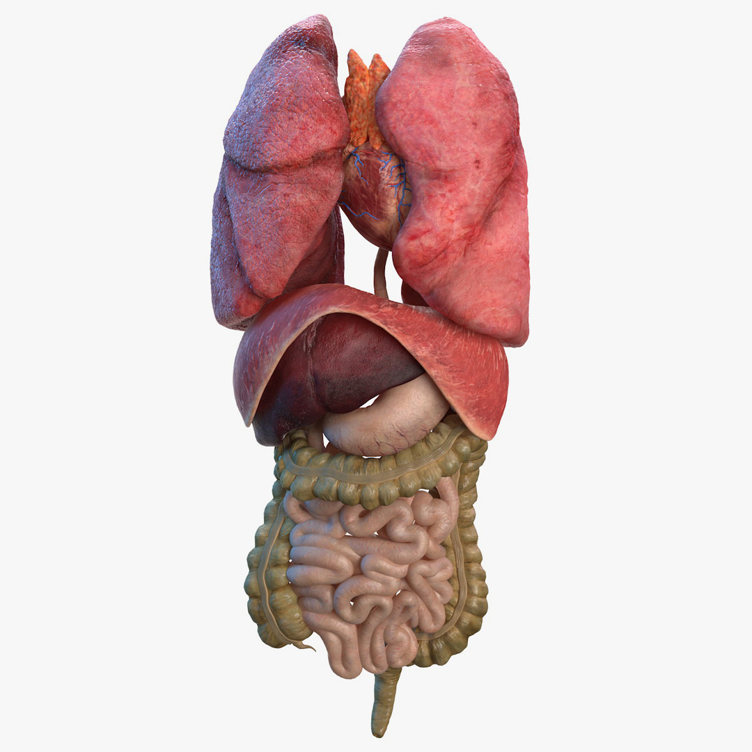 Human internal organs anatomy model - TurboSquid 1468295