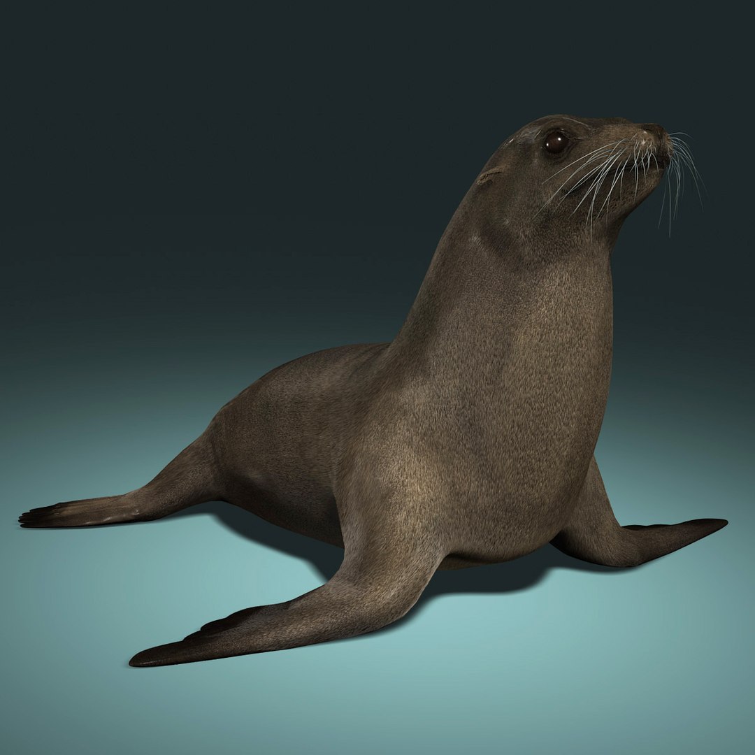 3d Model California Sea Lion Fur