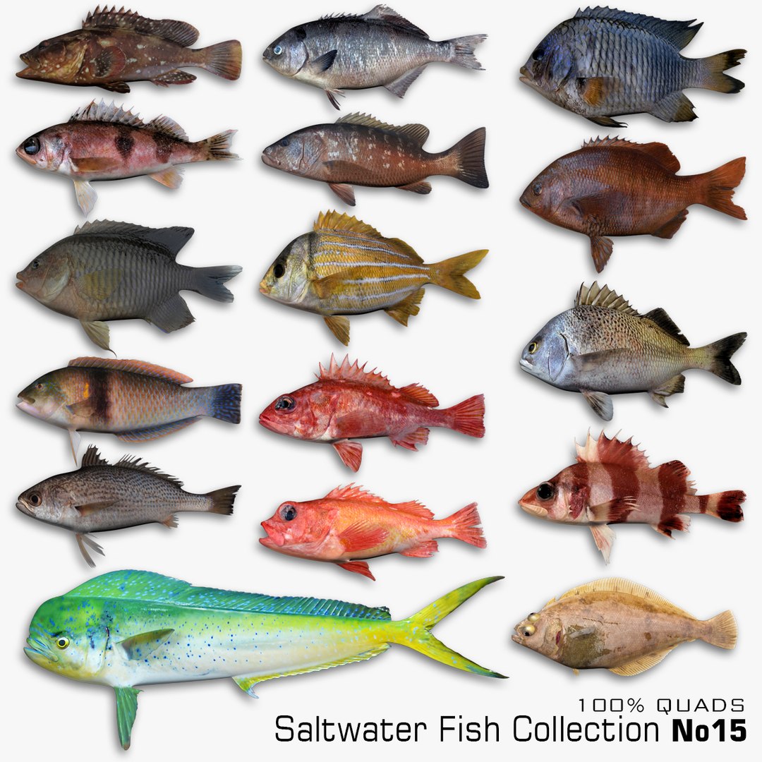 Saltwater Fish Collection 3D Model - TurboSquid 1837015