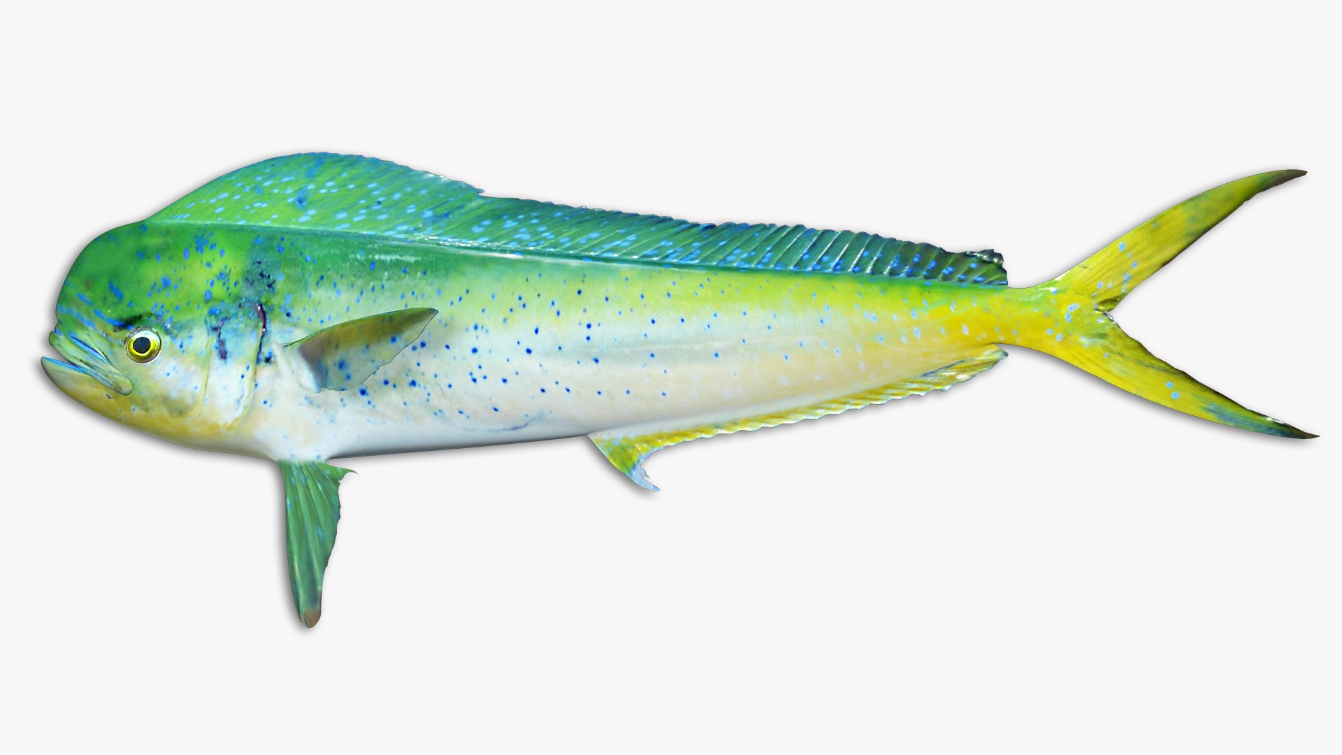 Saltwater Fish Collection 3D Model - TurboSquid 1837015