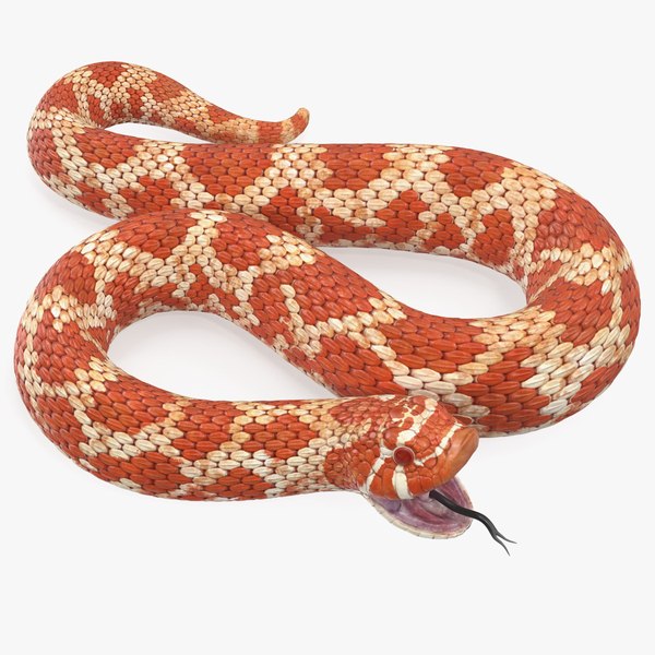 3D red hognose snake attack - TurboSquid 1476290