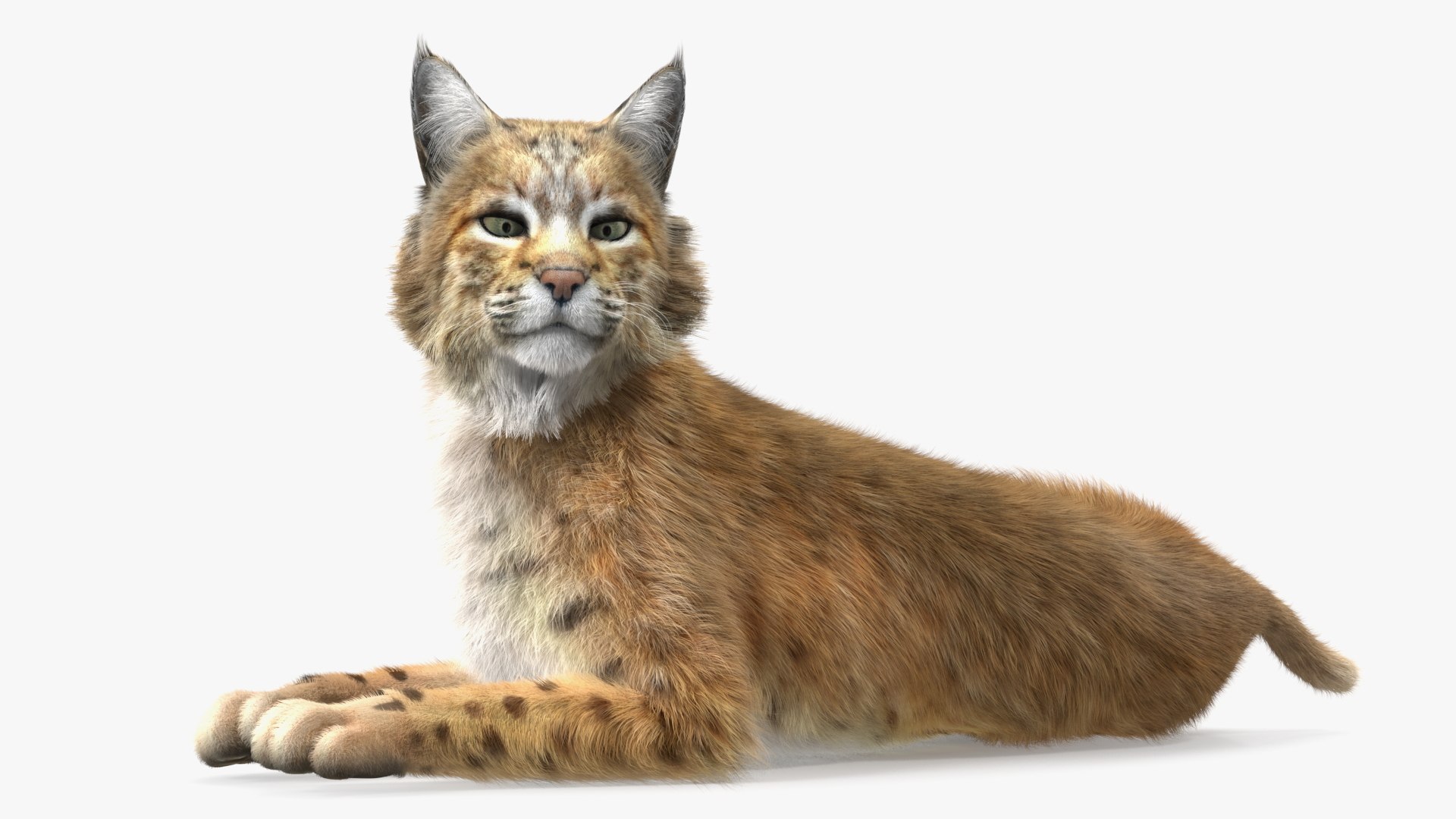 Red Lynx Lying Fur 3D - TurboSquid 2025464