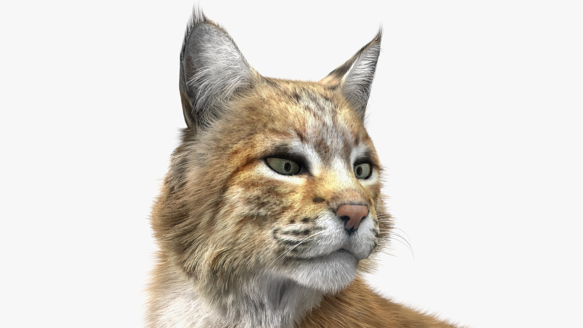 Red Lynx Lying Fur 3D - TurboSquid 2025464