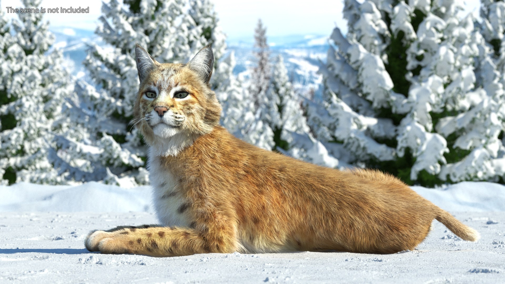 Red Lynx Lying Fur 3D - TurboSquid 2025464