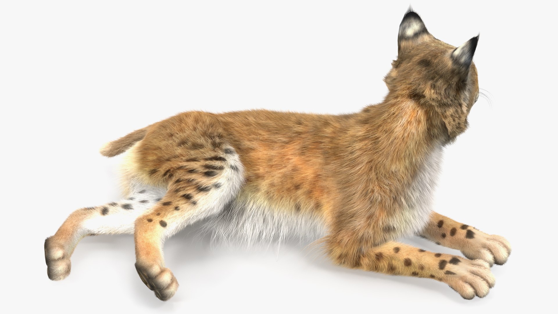 Red Lynx Lying Fur 3D - TurboSquid 2025464