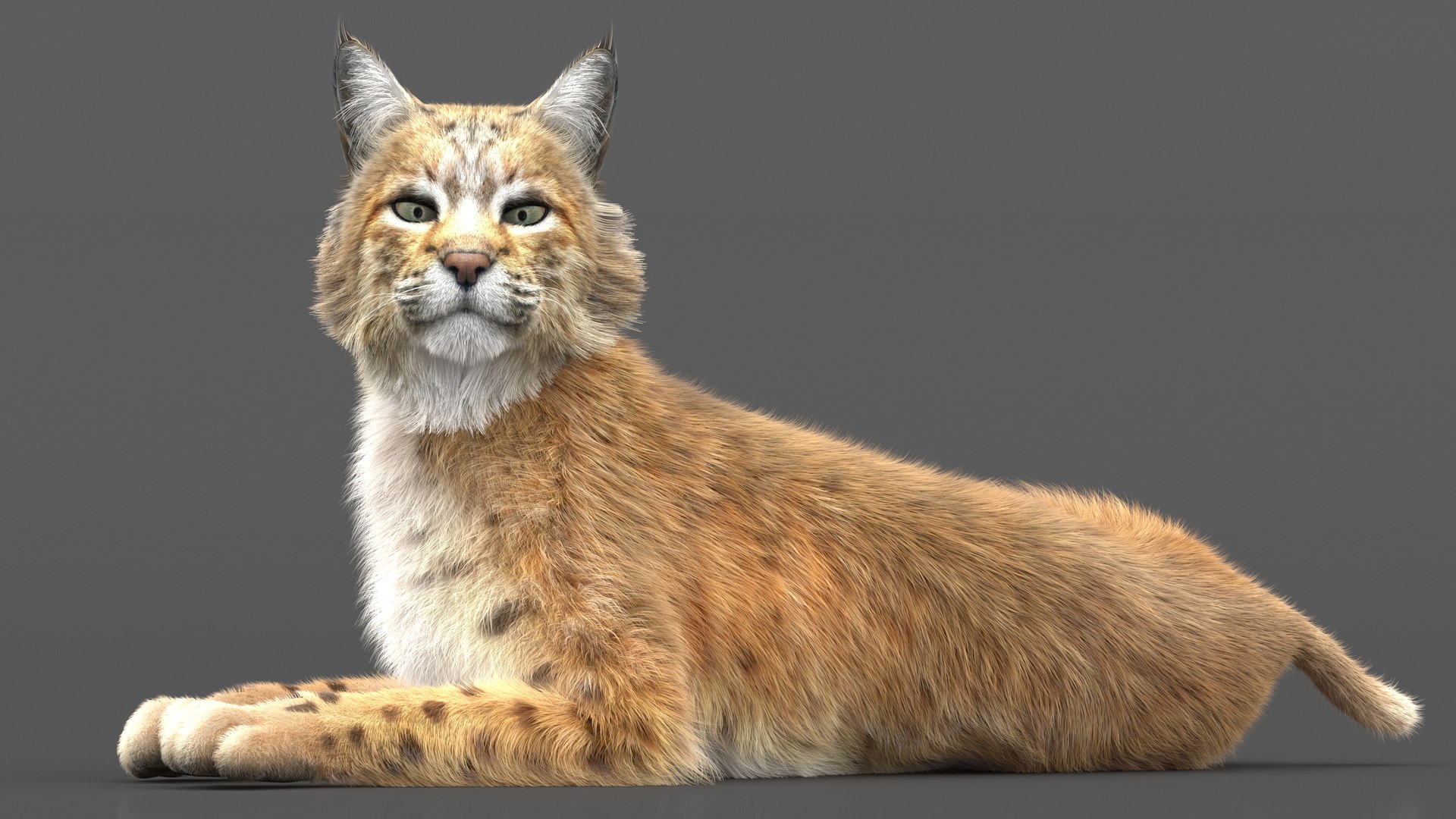 Red Lynx Lying Fur 3D - TurboSquid 2025464
