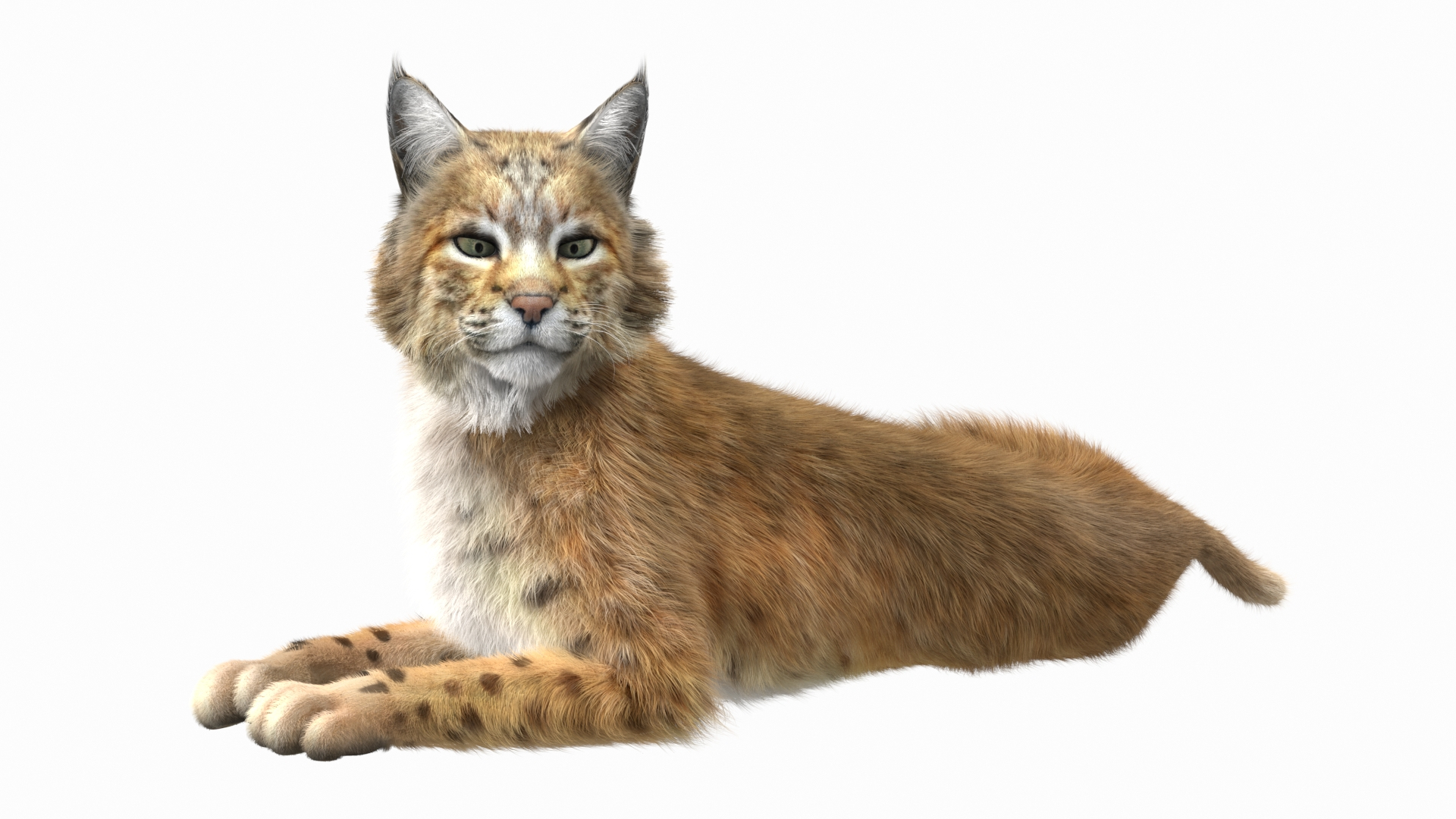 Red Lynx Lying Fur 3D - TurboSquid 2025464