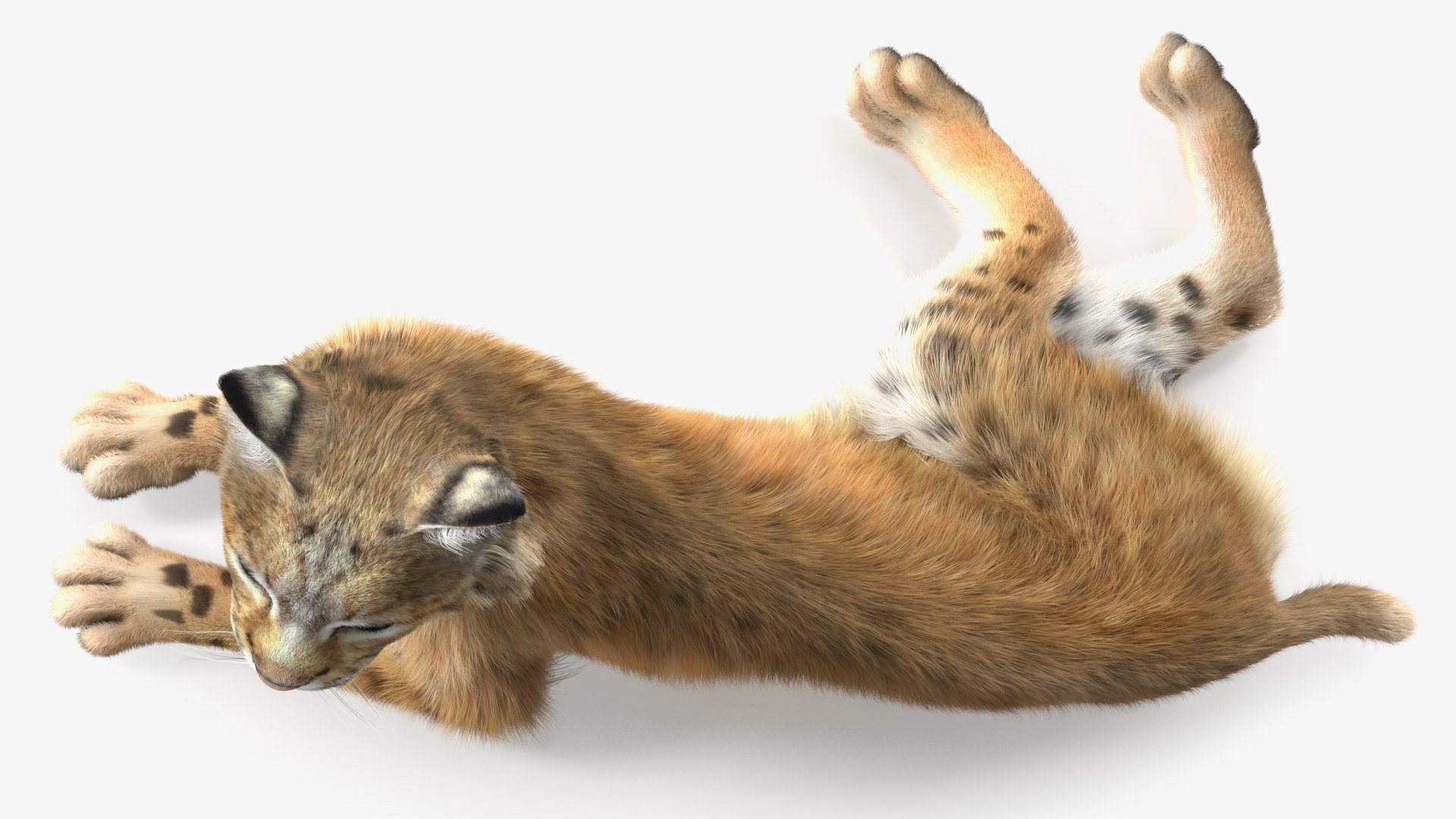 Red Lynx Lying Fur 3D - TurboSquid 2025464