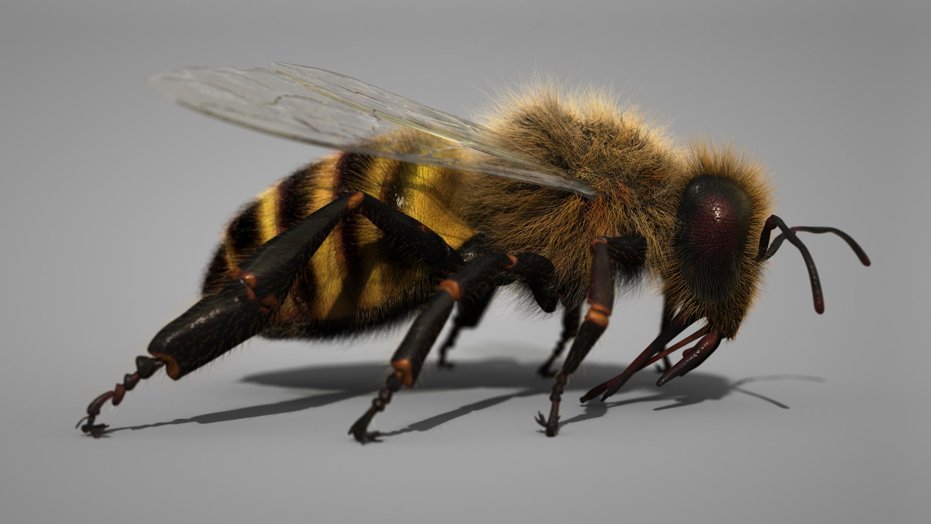 3D HoneyBee XGEN RIG - TurboSquid 2181572