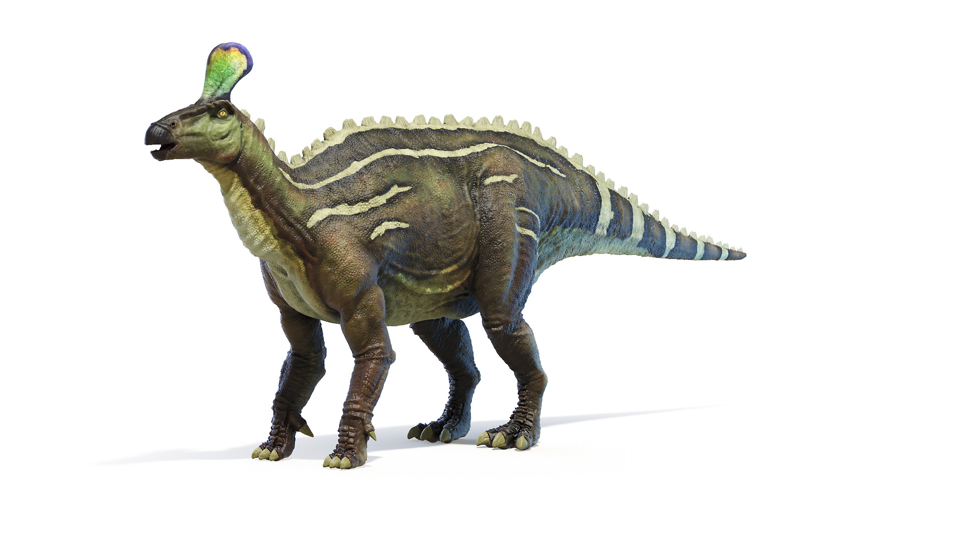 Tsintaosaurus Animated 3D Model - TurboSquid 1930892