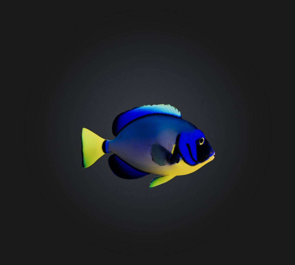 3D Blue Ring Angelfish - TurboSquid 2284854