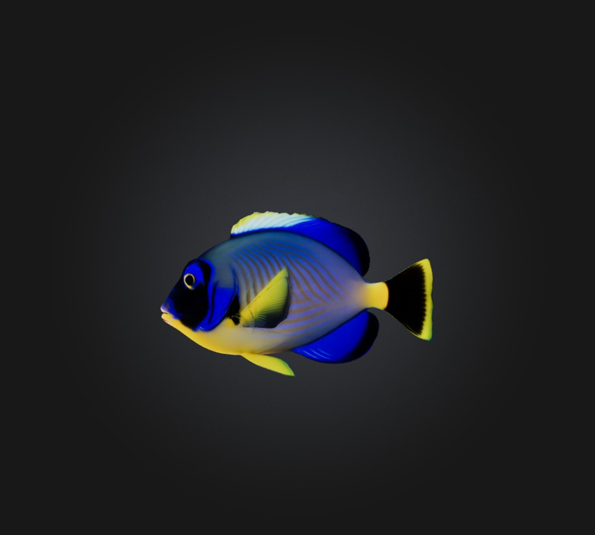3D Blue Ring Angelfish - TurboSquid 2284854