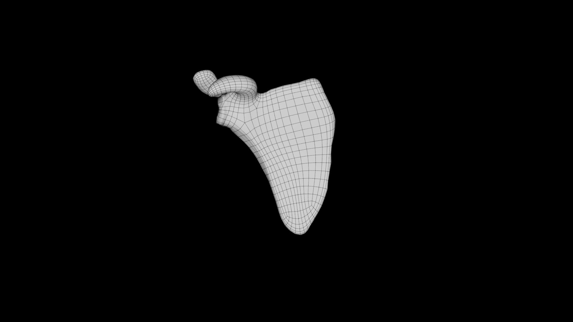 3D Human Anatomy-Skeletal System-Scapula Bone - TurboSquid 2218461