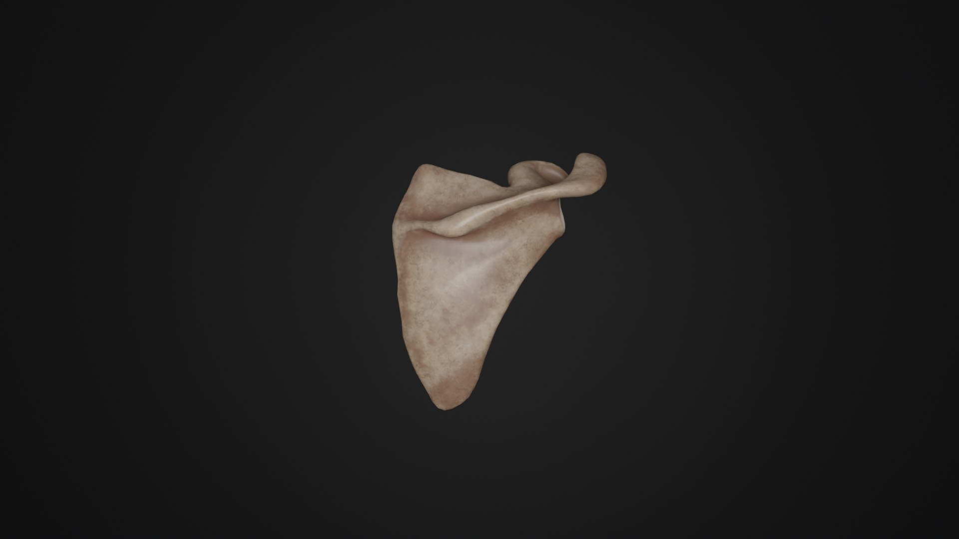 3D Human Anatomy-Skeletal System-Scapula Bone - TurboSquid 2218461