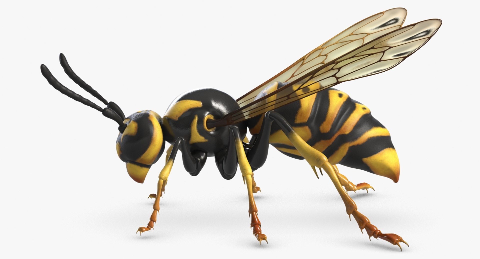 Wasp 3d Model