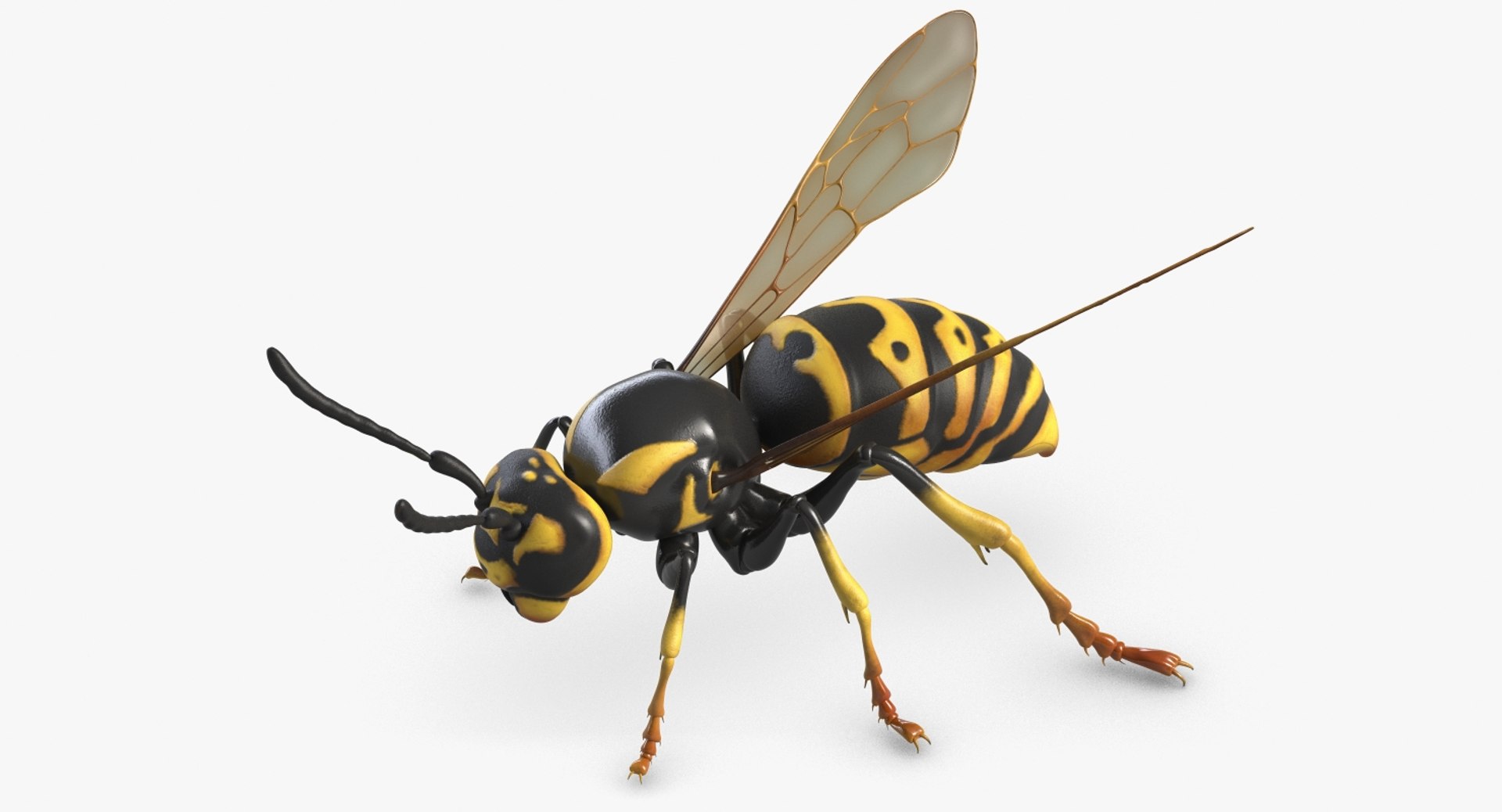 Wasp 3d Model