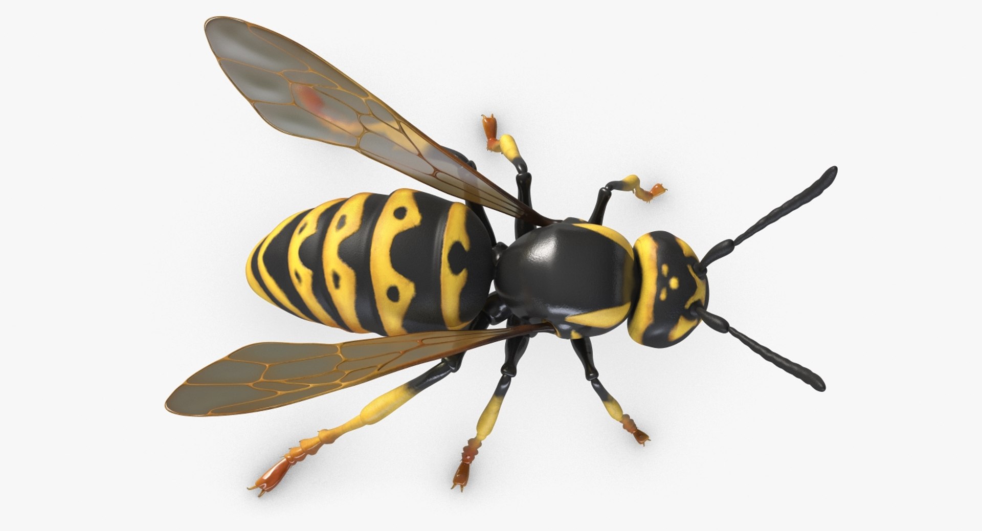 Wasp 3d Model