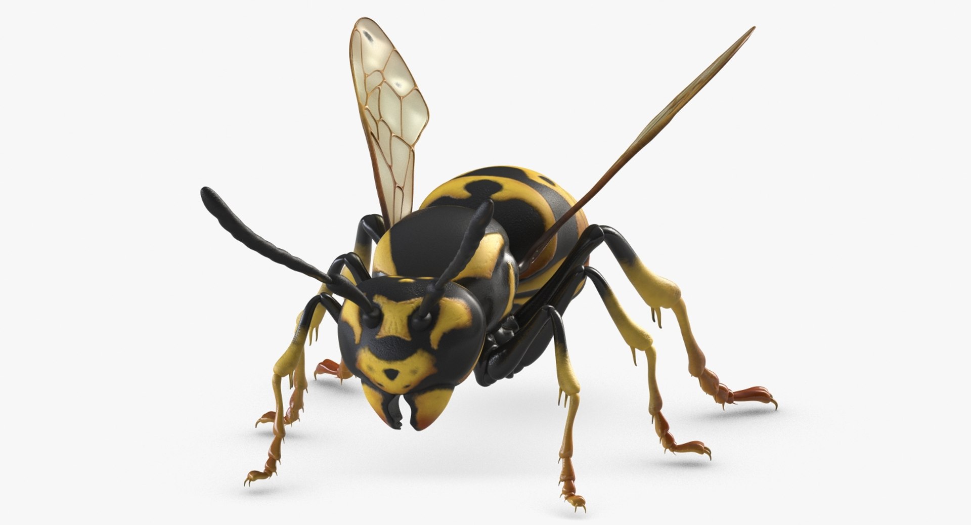 Wasp 3d Model