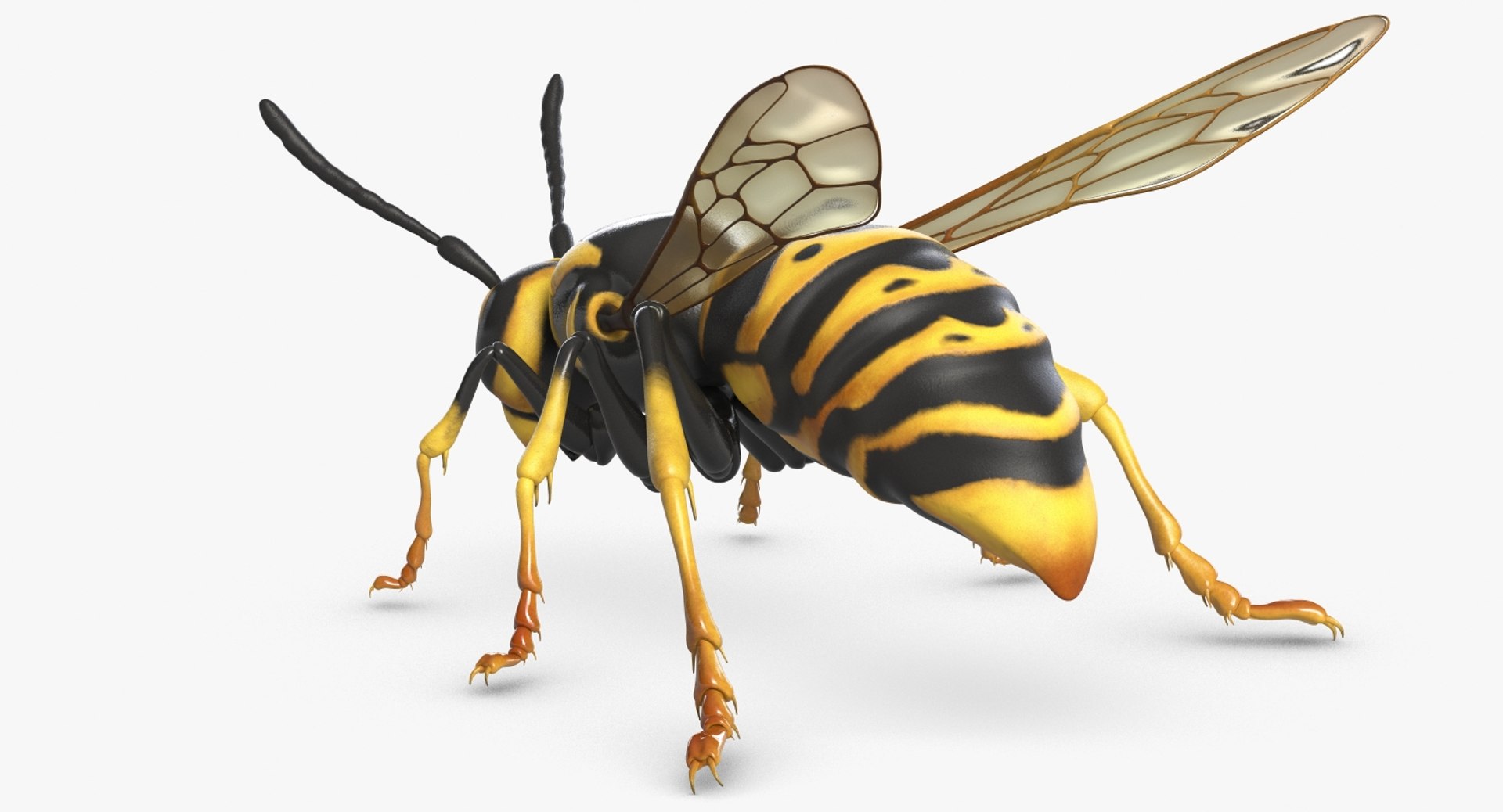Wasp 3d Model