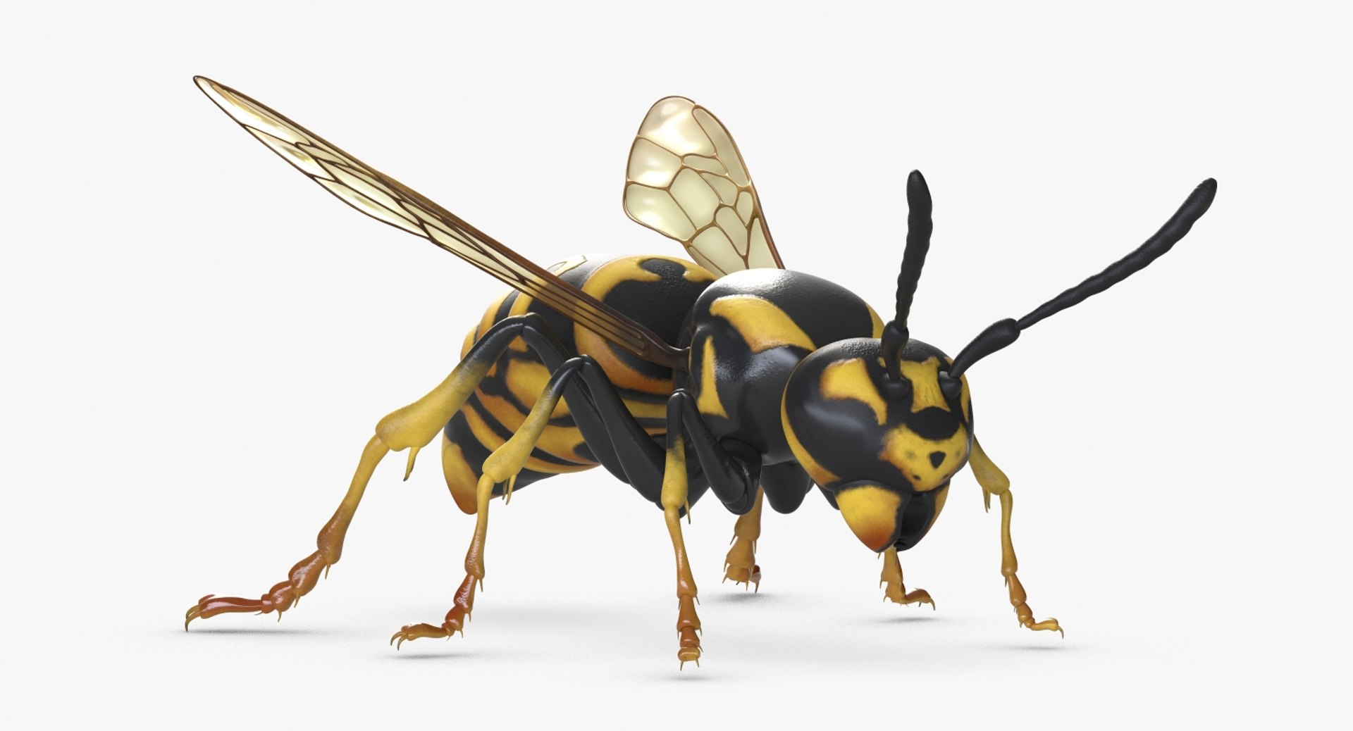 Wasp 3d Model