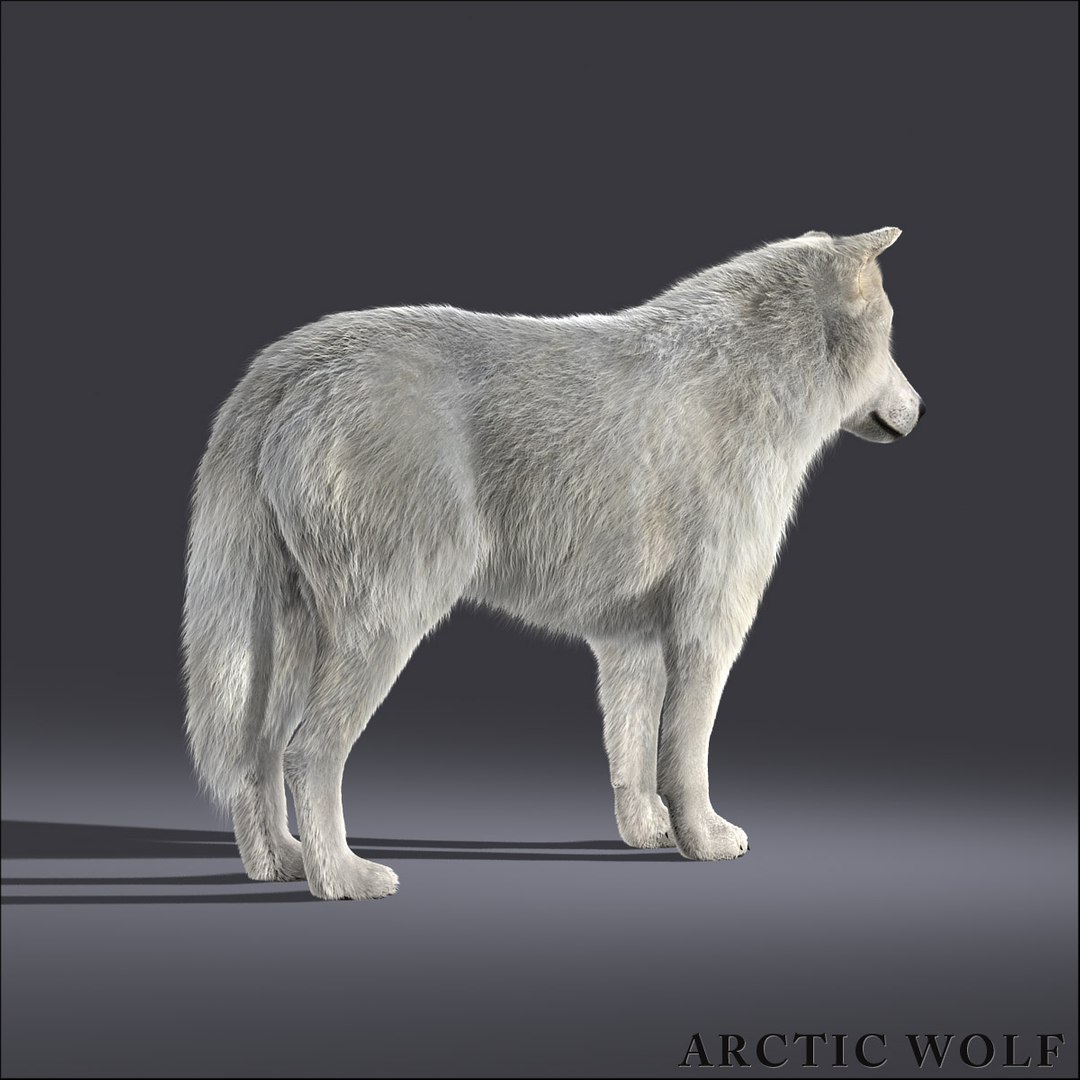 3d wolves 2 wolf model